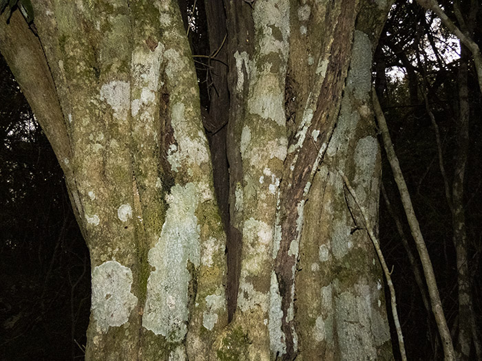 Our Blog and News – Page 10 – Inkwenkwezi Private Game Reserve, Eastern ...