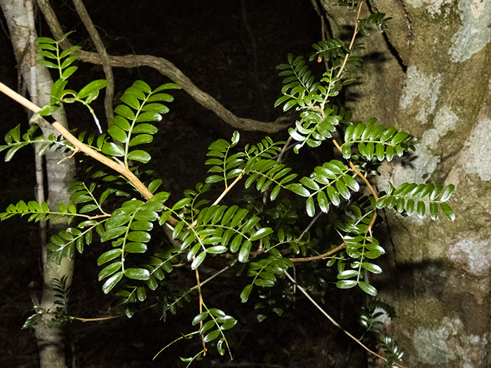 Our Blog and News – Page 10 – Inkwenkwezi Private Game Reserve, Eastern ...